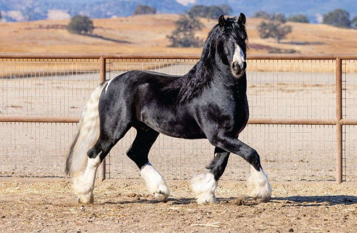 Gypsy Cross Horse Archives - Black Hills Ranch